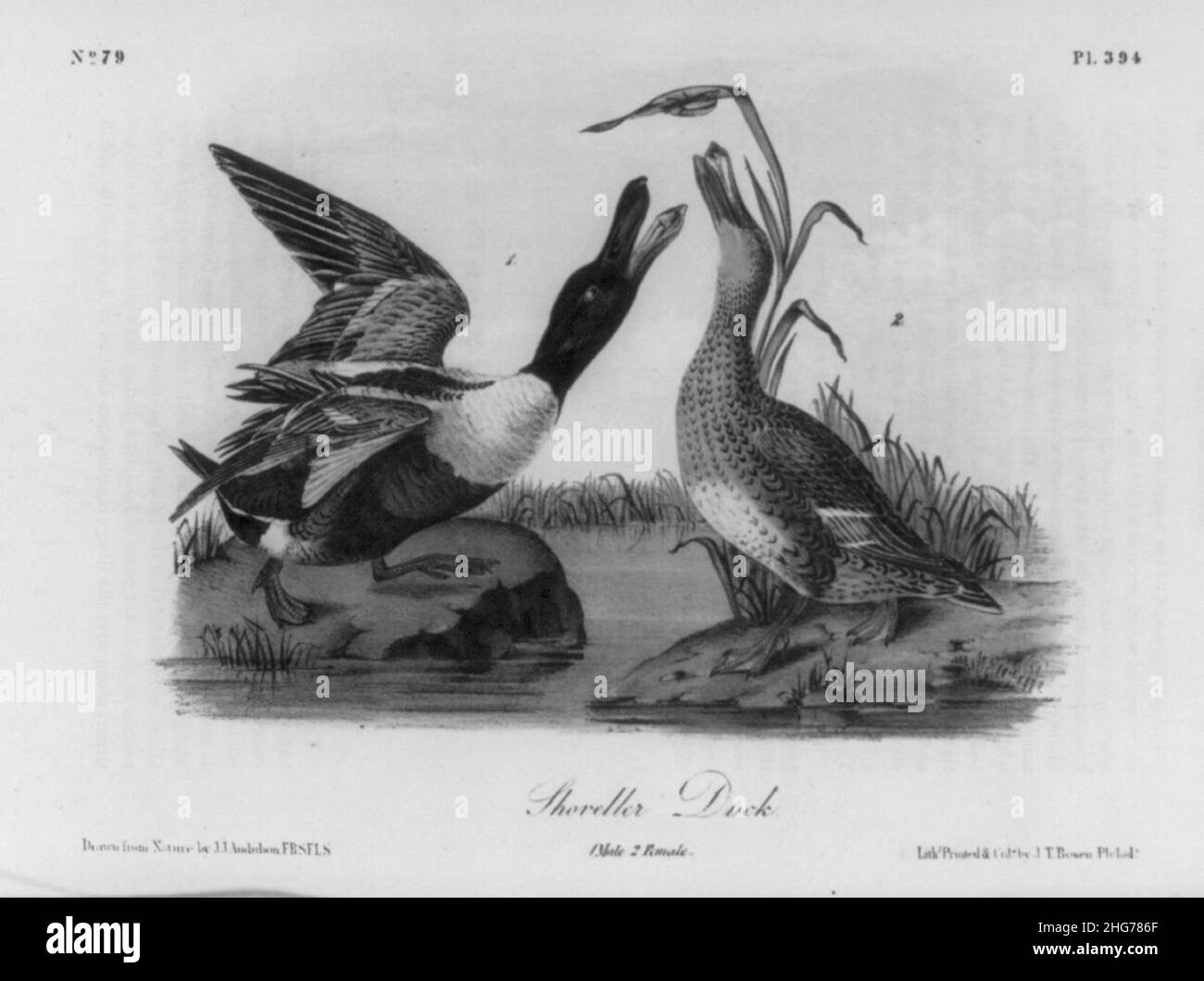 Shoveller duck hi-res stock photography and images - Alamy