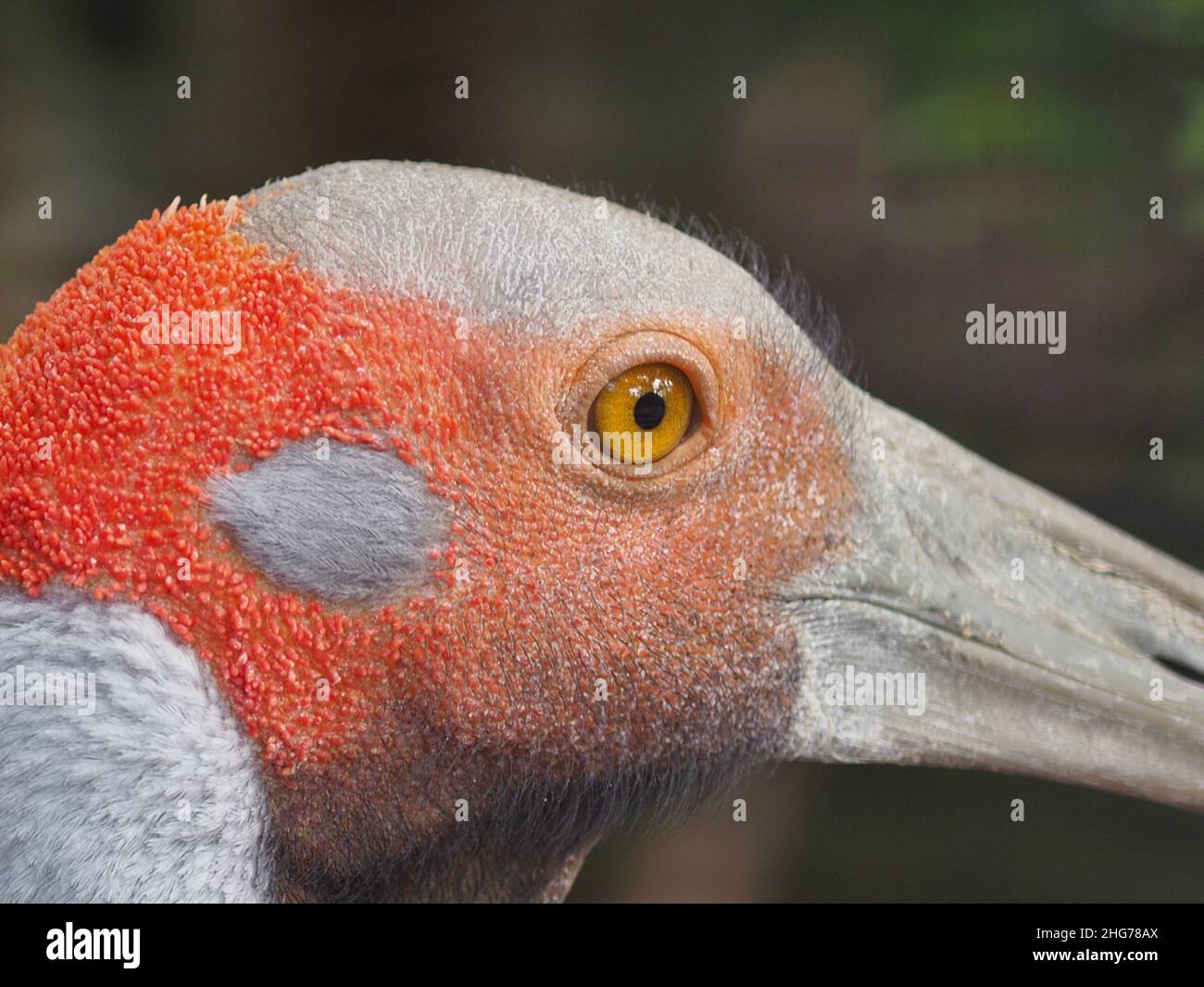 Australian crane hi-res stock photography and images - Alamy
