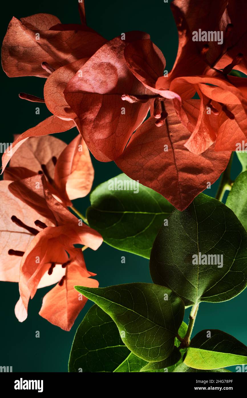 dramatic still life photograph of a bougainvillea plant Stock Photo - Alamy