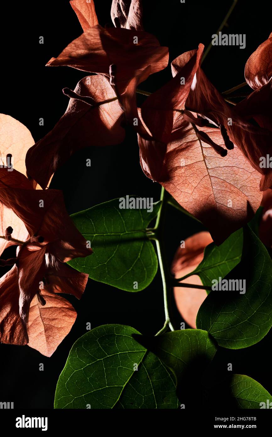 dramatic still life photograph of a bougainvillea plant Stock Photo - Alamy