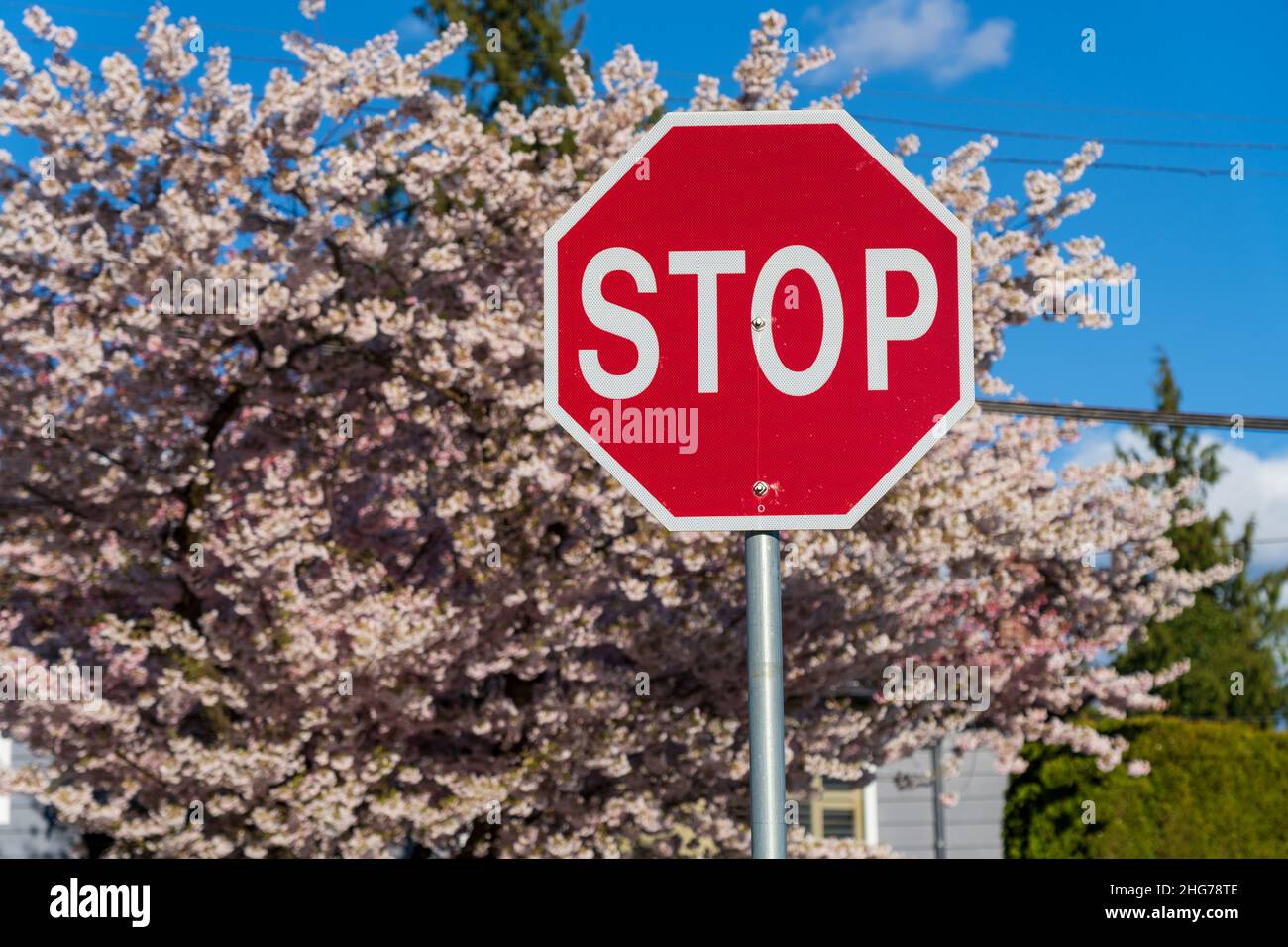 Close-up the stop sign with cherry blossom background Stock Photo - Alamy