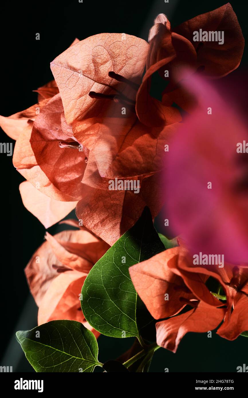 dramatic still life photograph of a bougainvillea plant Stock Photo - Alamy