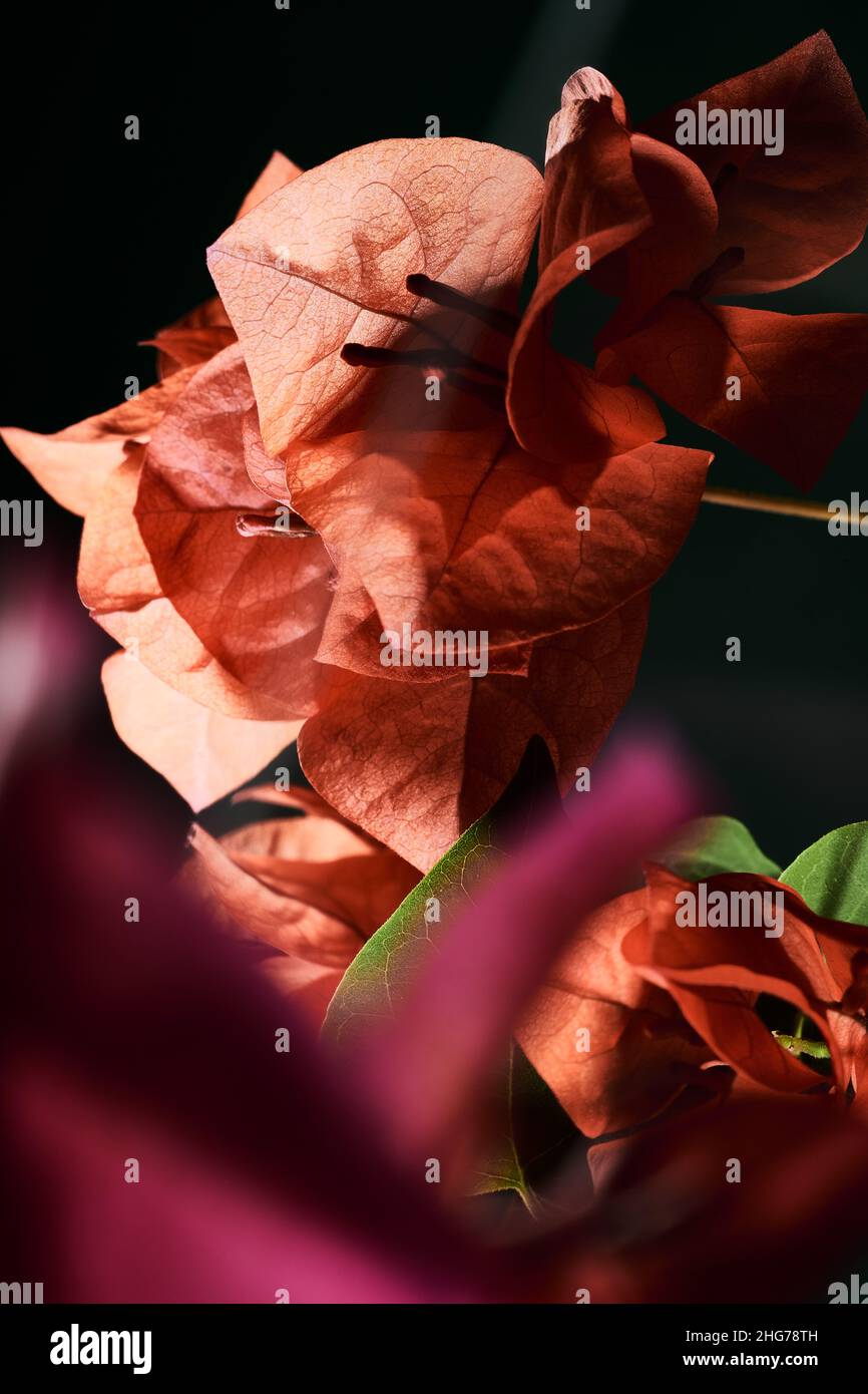 dramatic still life photograph of a bougainvillea plant Stock Photo - Alamy
