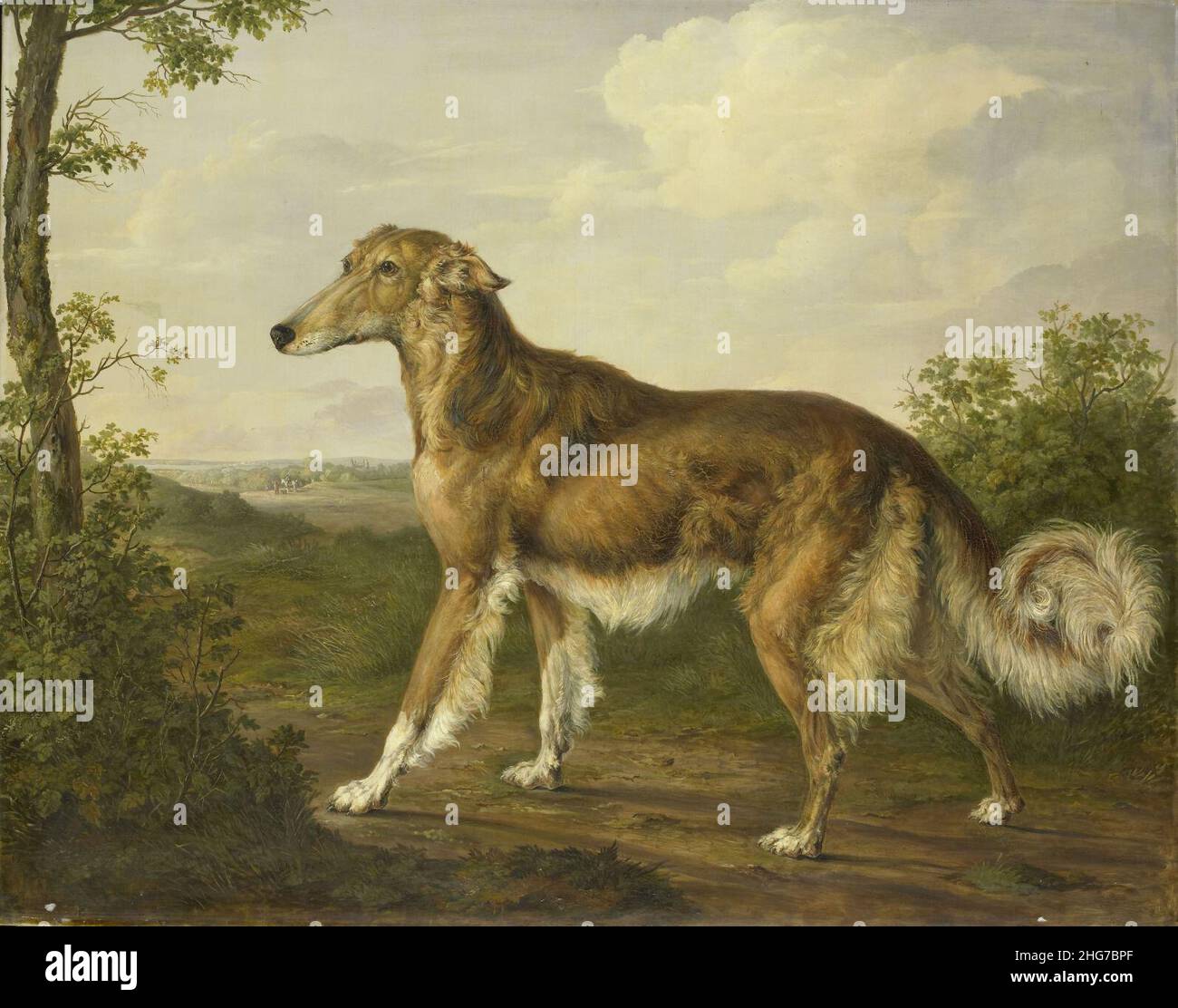 Windhond hi-res stock photography and images - Alamy