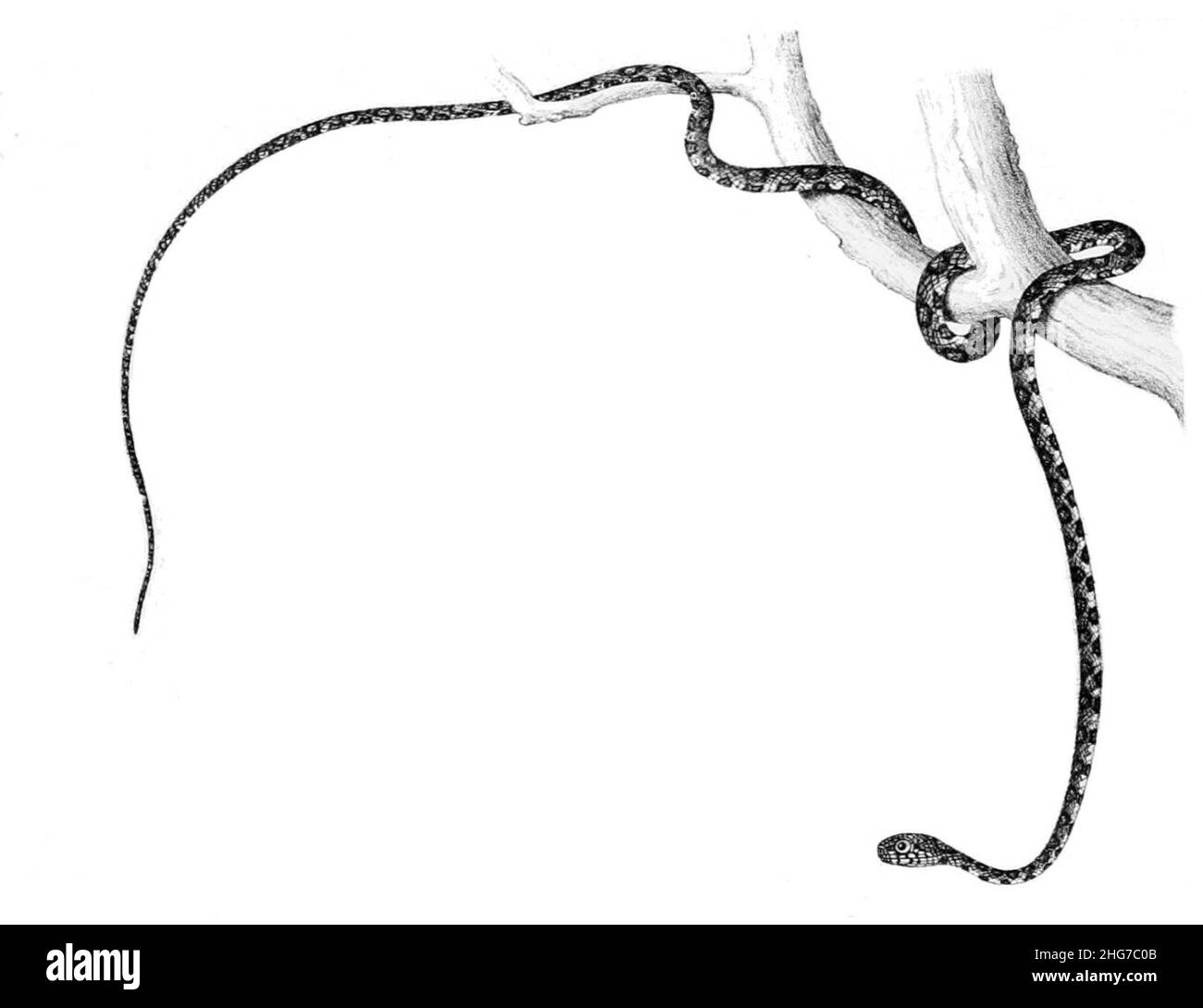 Sibon hi-res stock photography and images - Alamy