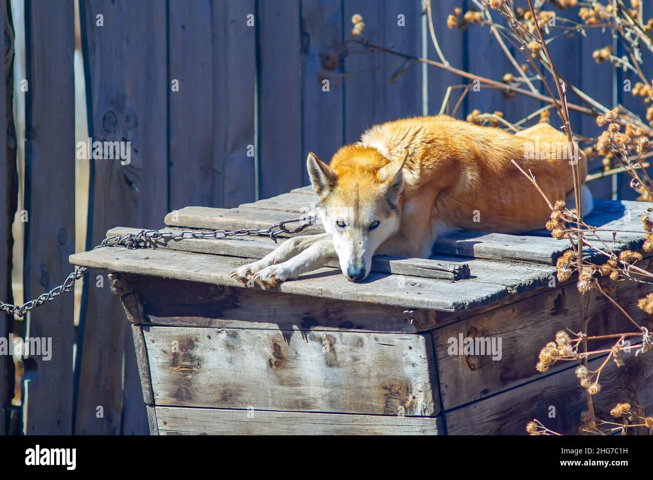 Sad dog bone hi-res stock photography and images - Alamy