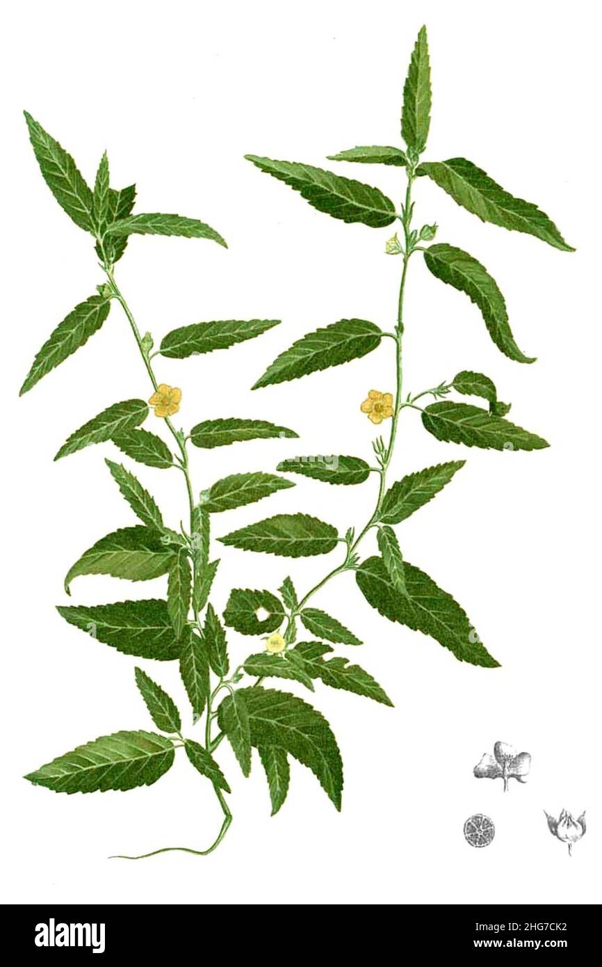 Sida acuta hi-res stock photography and images - Alamy