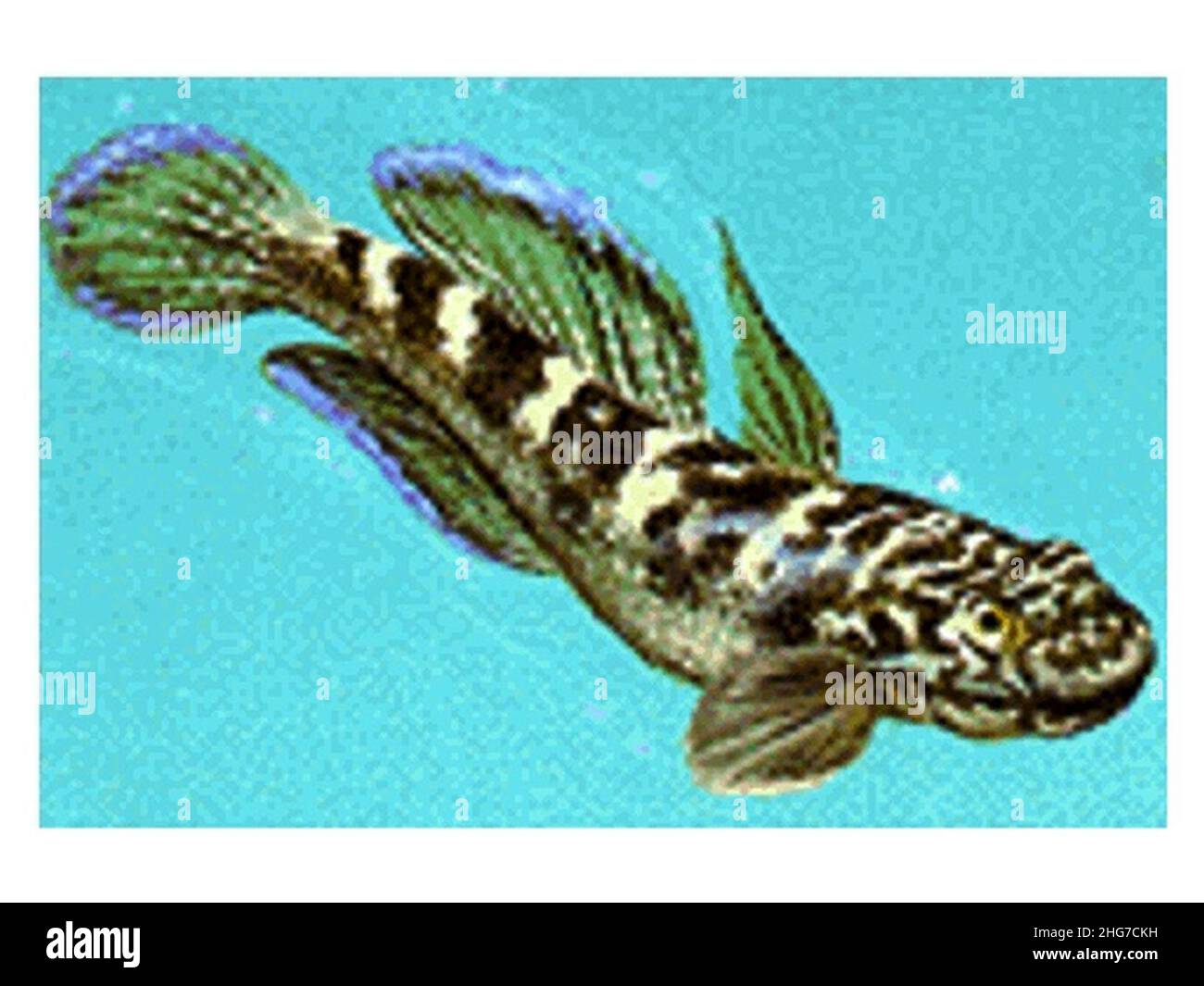 Stimpsoni hi-res stock photography and images - Alamy
