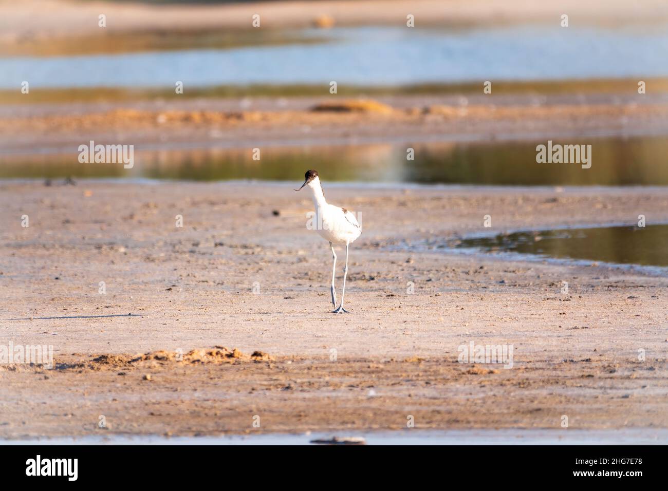 The pied avocet, Recurvirostra avosetta, is a large black and white ...