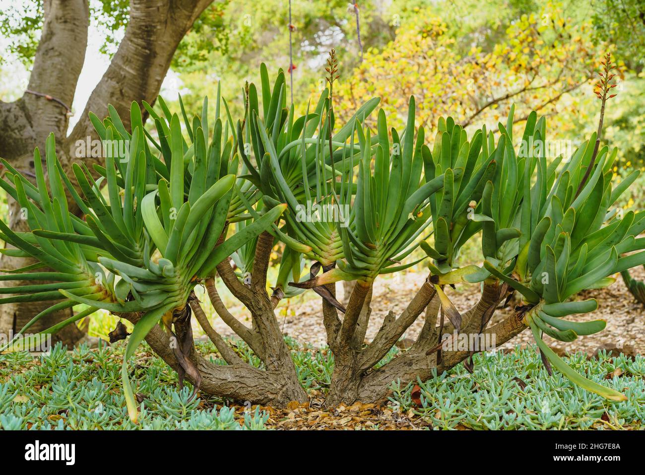 Fan Aloe (Aloe plicatilis), a beautiful Aloe tree with clusters of fan ...