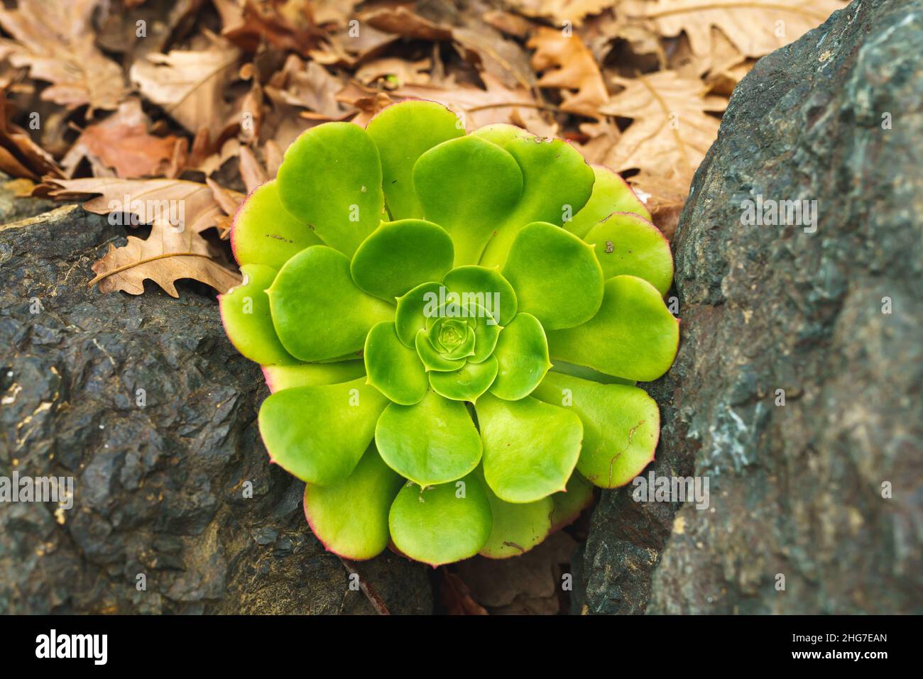 Aeonium Arboreum (Tree Aeonium) close up in the garden. Beautiful ...