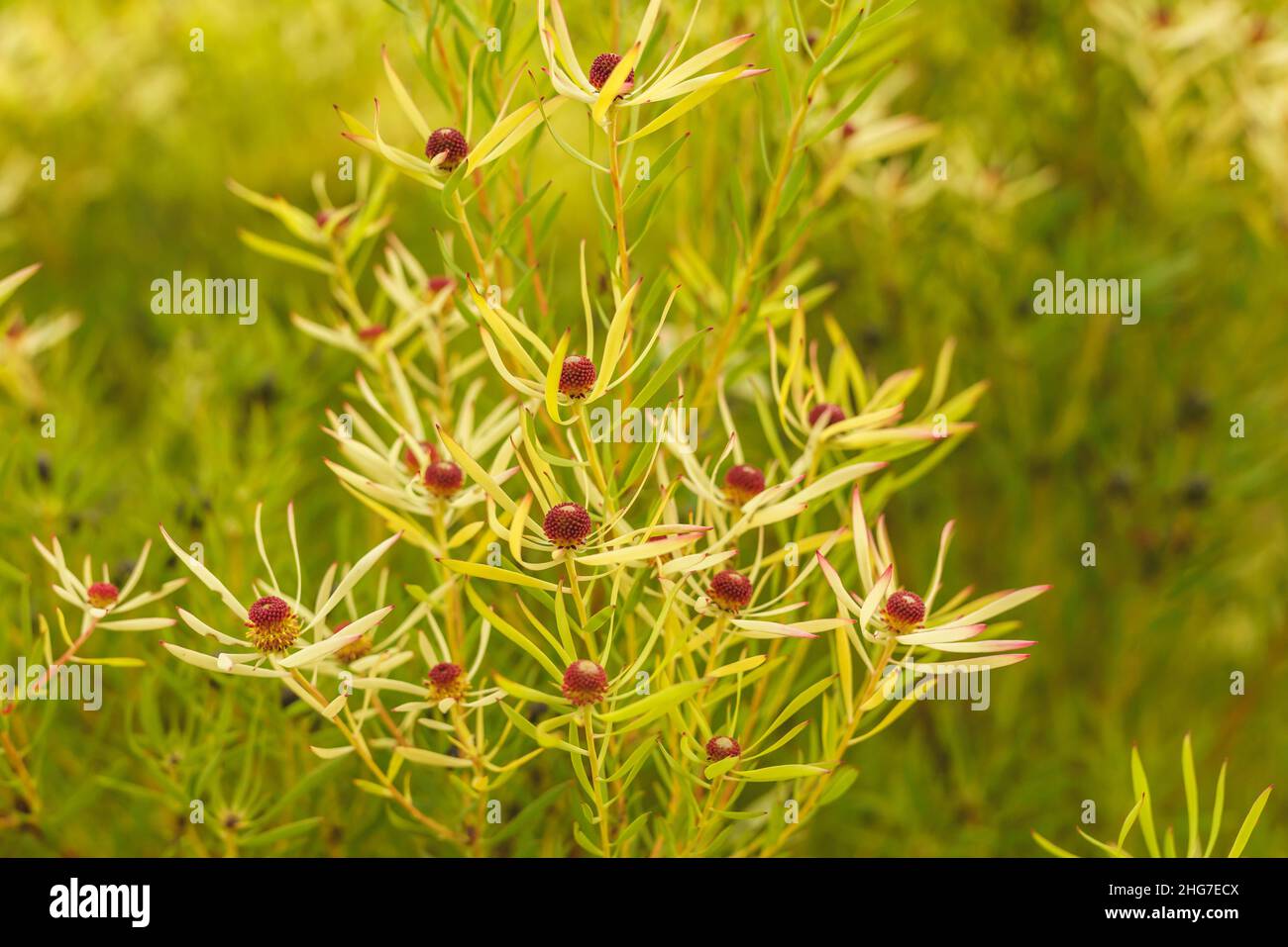 Cone bush (Leucadendron salignum) close up in the garden Beautiful ...