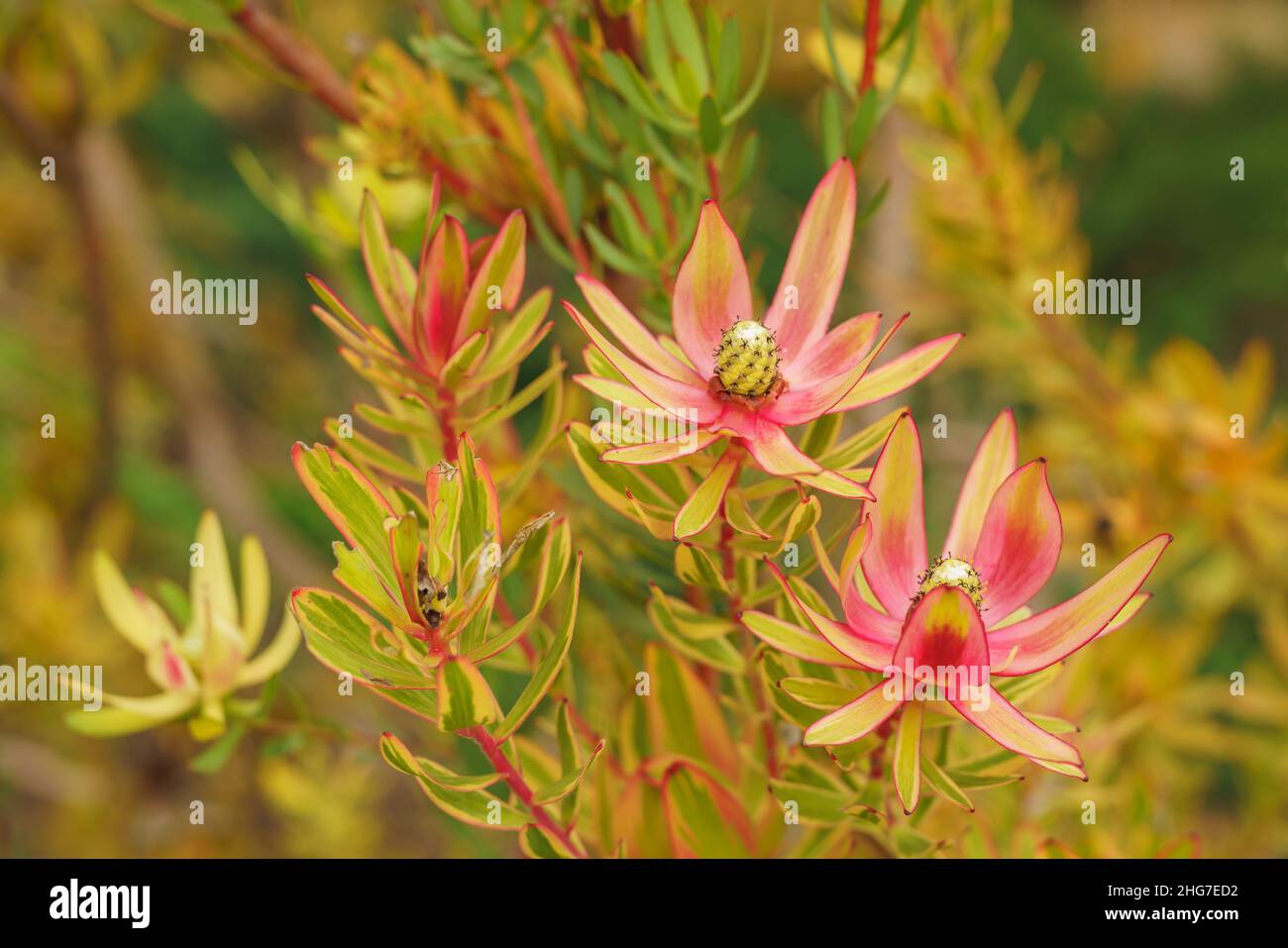 Cone bush hi-res stock photography and images - Alamy