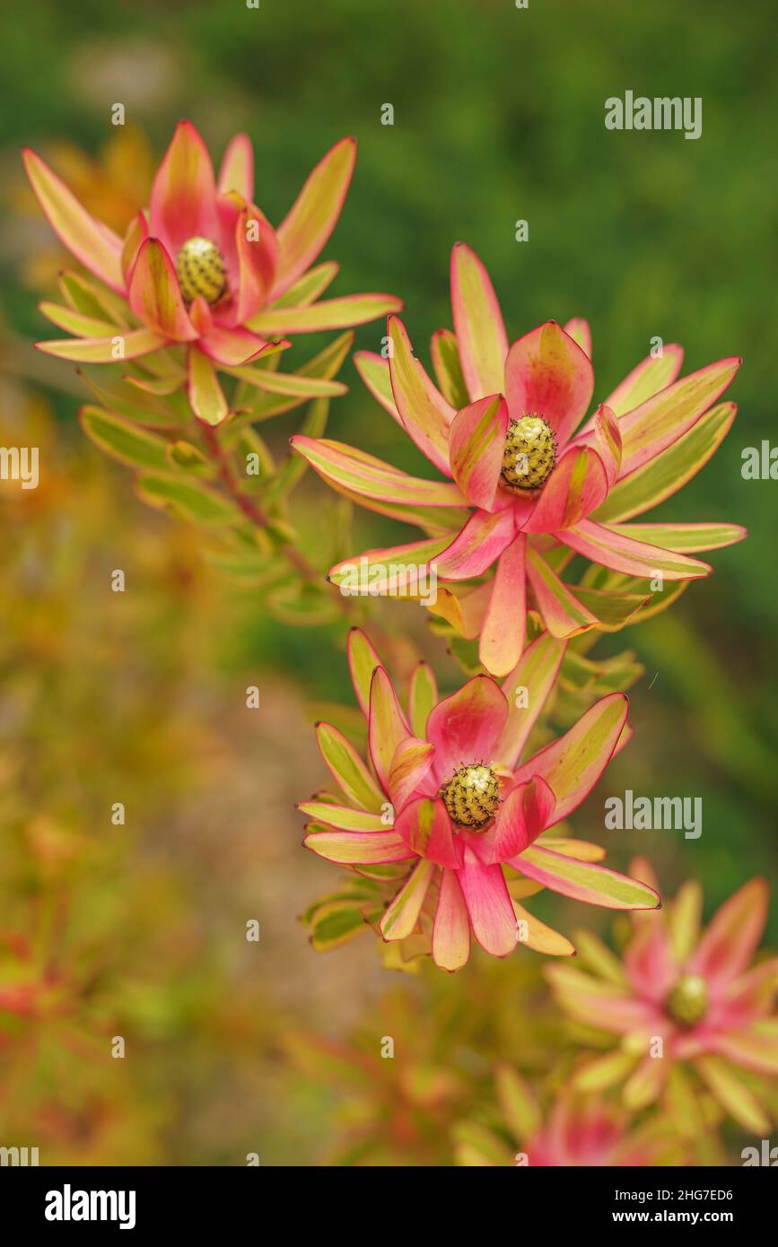 Cone bush (Leucadendron salignum) close up in the garden Beautiful ...
