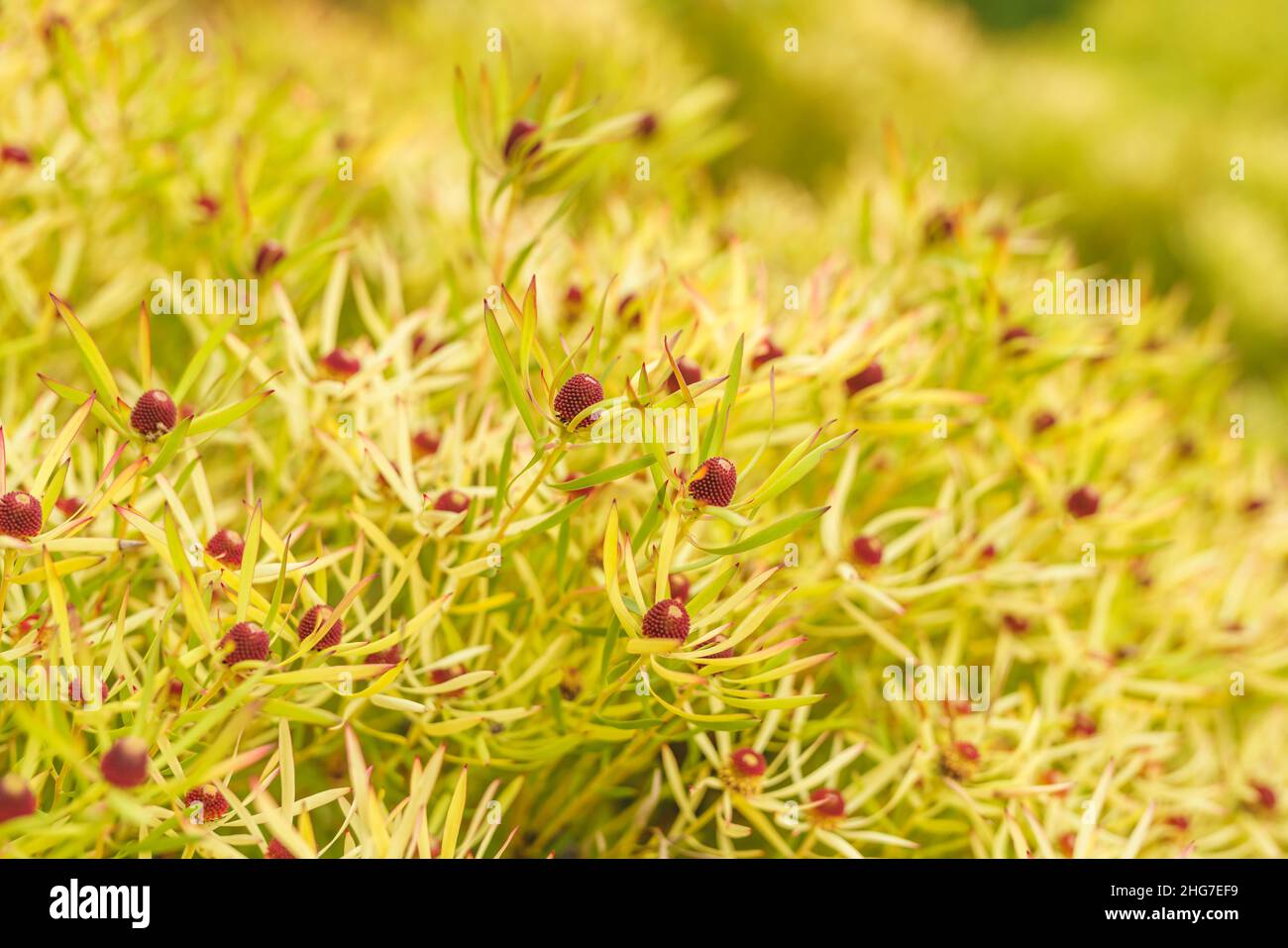 Cone bush hi-res stock photography and images - Alamy
