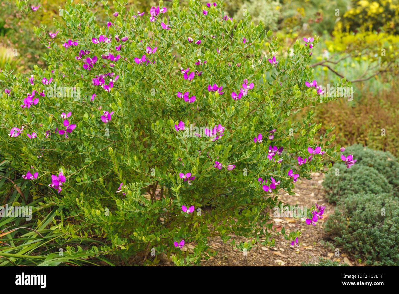 Sweet Pea shrub (Polygala myrtifolia) in bloom close up in the garden ...