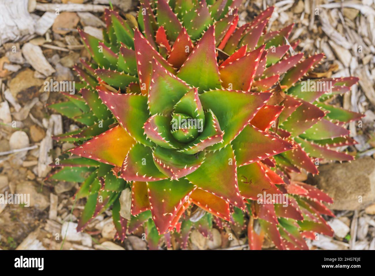 Aloe vera growing in desert outdoors hi-res stock photography and ...