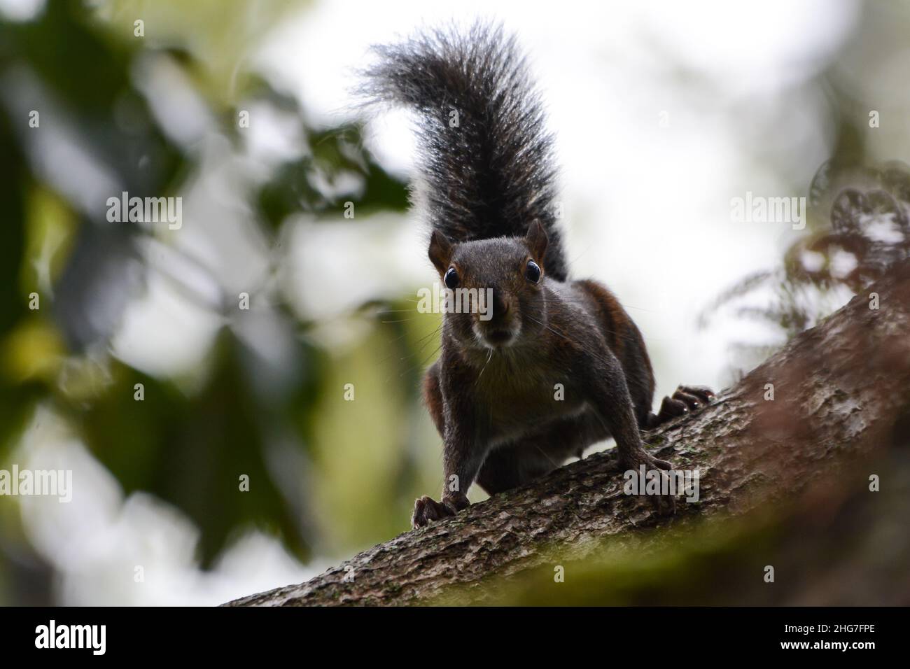 Squirrel on a tree Stock Photo - Alamy