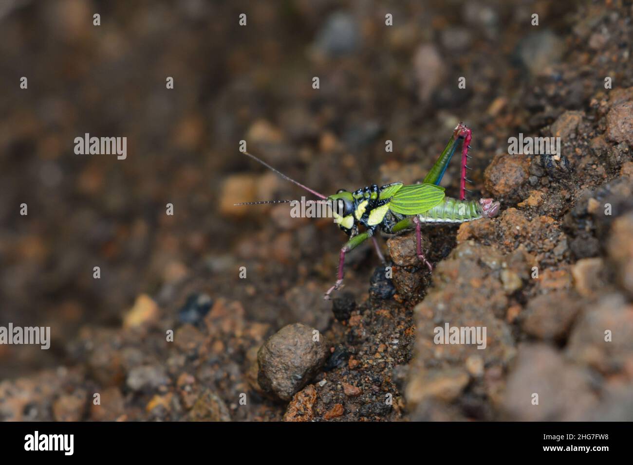 Guatemalan insect hi-res stock photography and images - Alamy