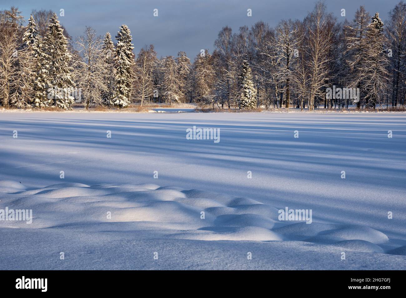 Beautiful winter landscape.The forest is cold and there is snow ...