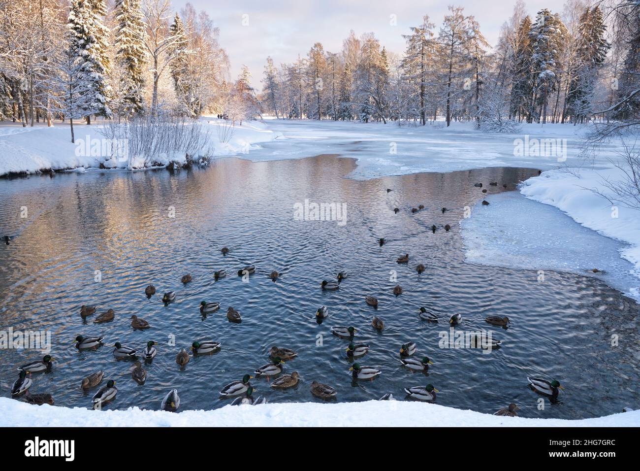 Ducks swim in the lake in winter.They are not afraid of cold and frost ...