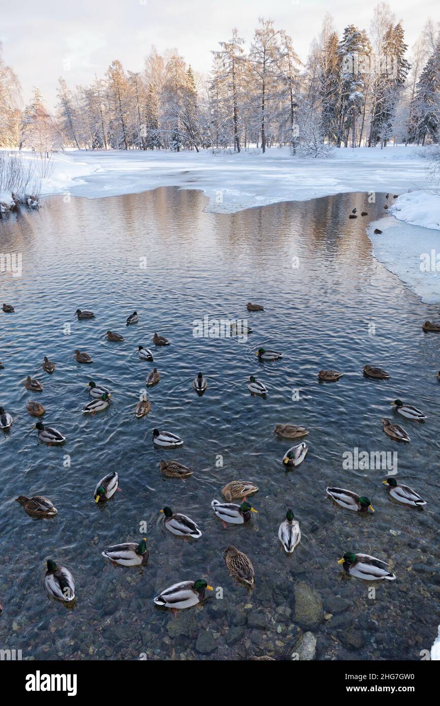 Afraid of cold hi-res stock photography and images - Alamy