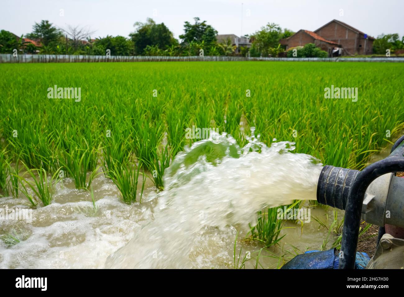 Irrigation of rice fields using pump wells with the technique of ...