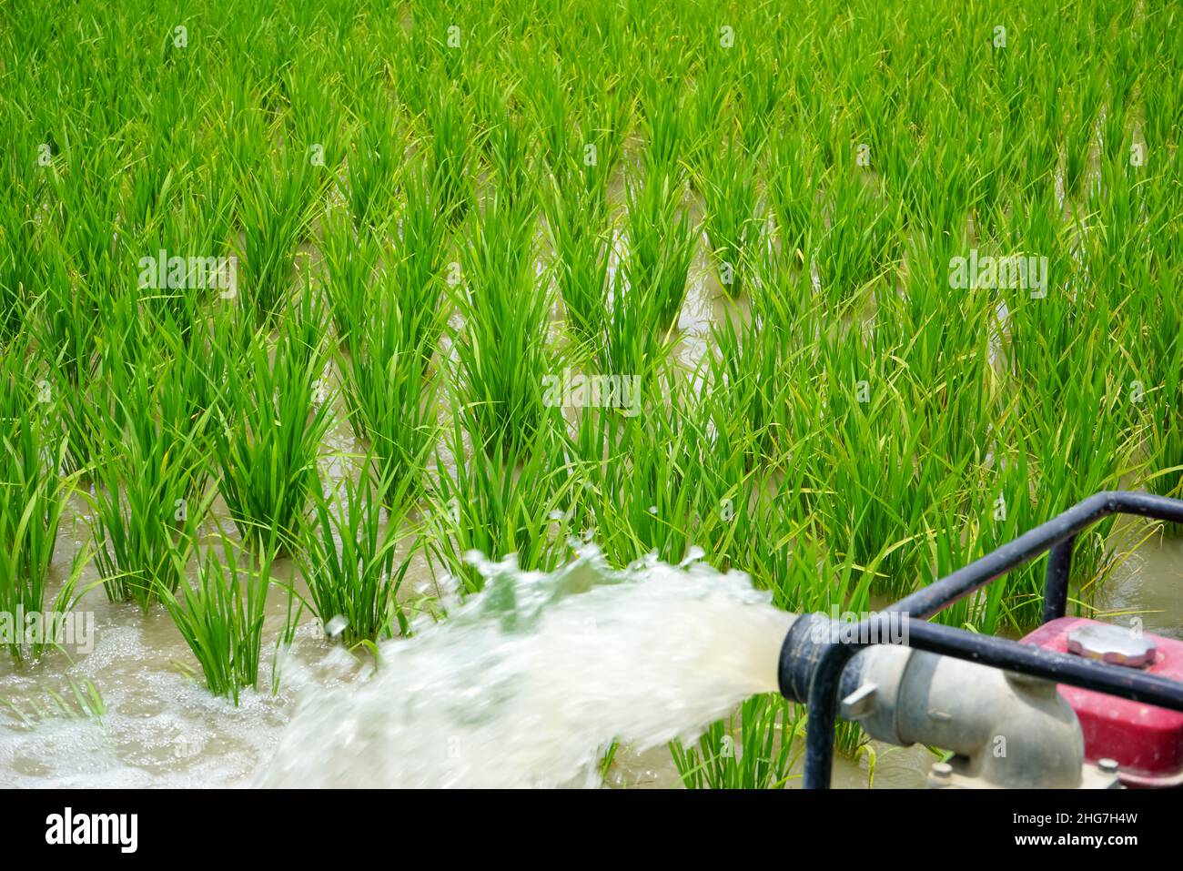 Irrigation of rice fields using pump wells with the technique of ...