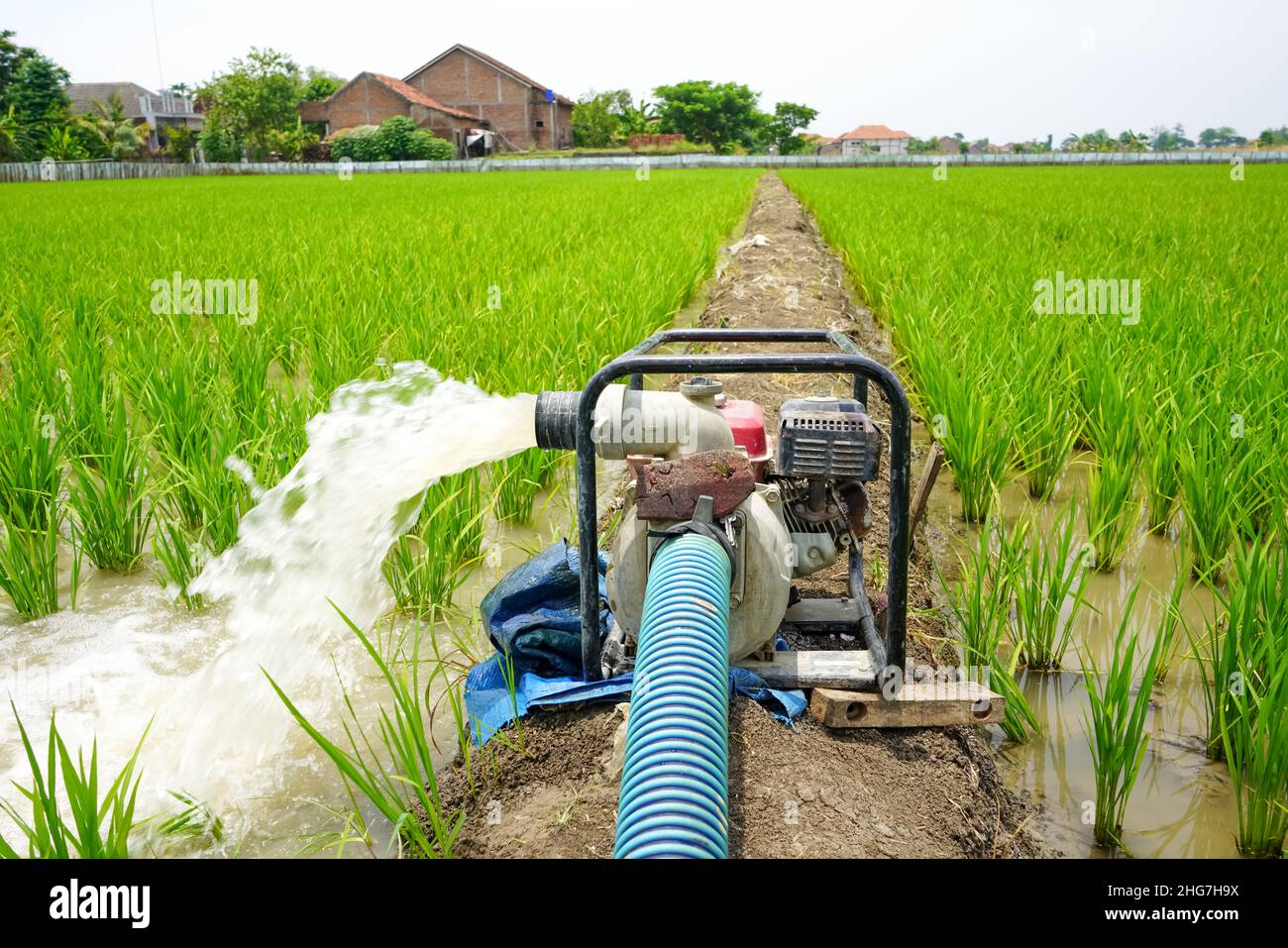 Irrigation of rice fields using pump wells with the technique of ...