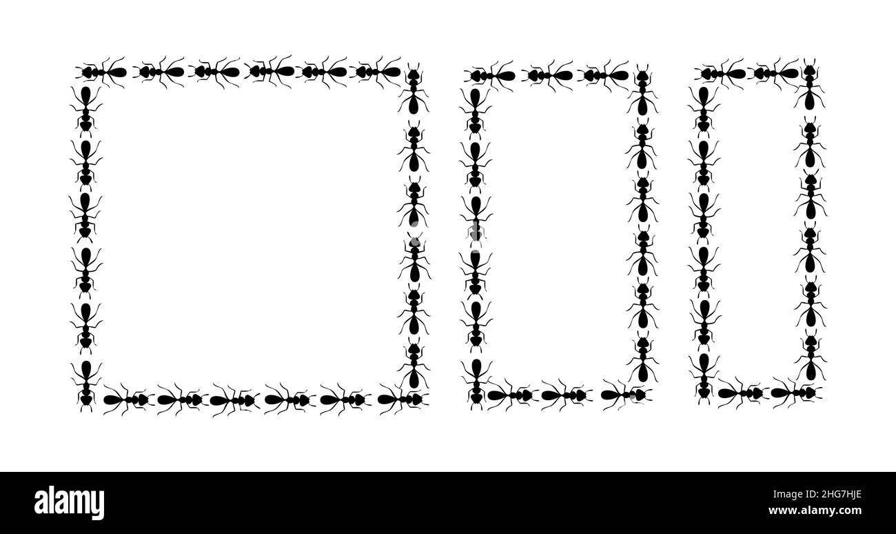 Black ants square border. Set with ants forming rectangular shape ...