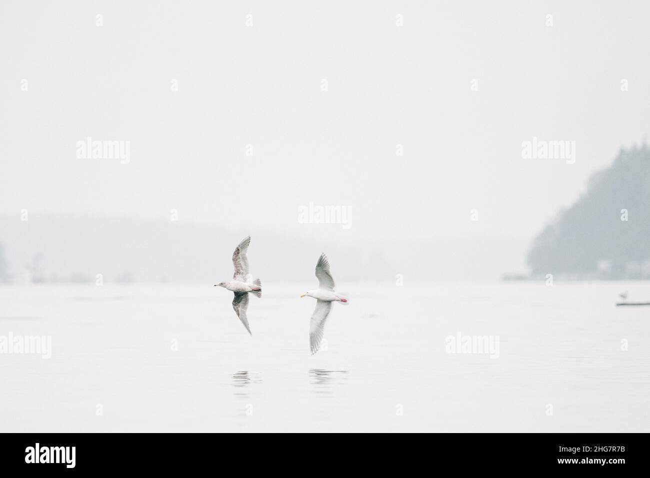 Animals chasing each other hi-res stock photography and images - Alamy