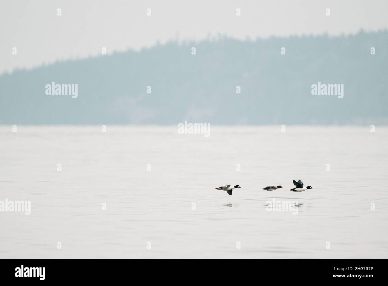 Movie Ducks Fly Together