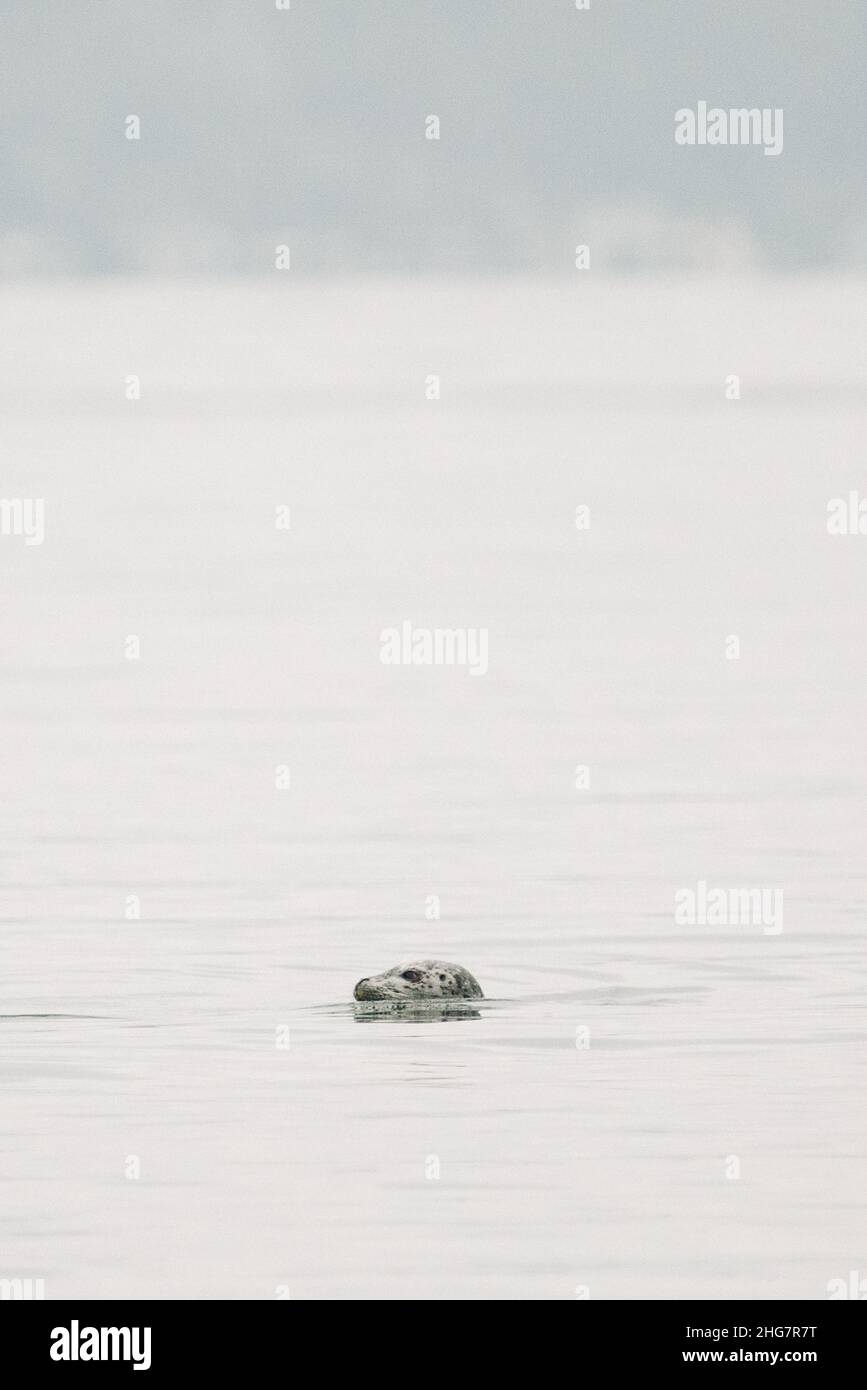 Side view of a harbor seal swimming in Puget Sound Stock Photo - Alamy