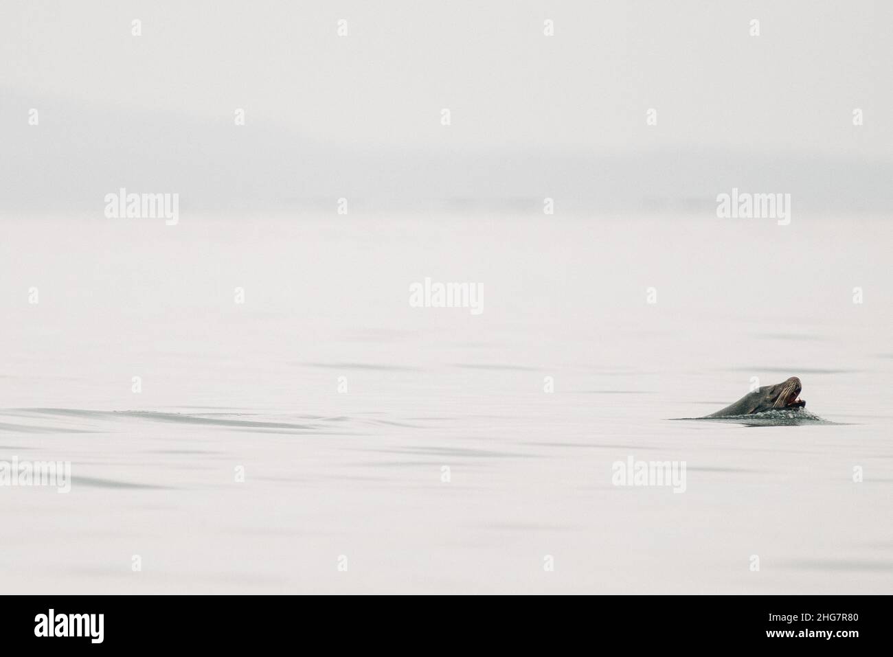 Wide angle view of a California sea lion surfacing in the water Stock ...