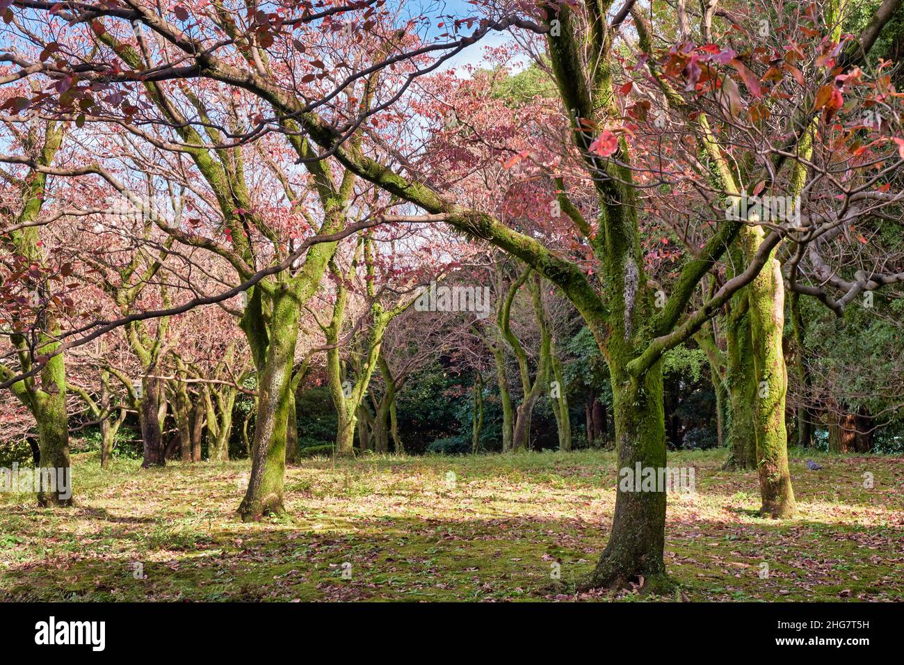 The view of sakura trees with mossy trunks and fallen leaves in the ...