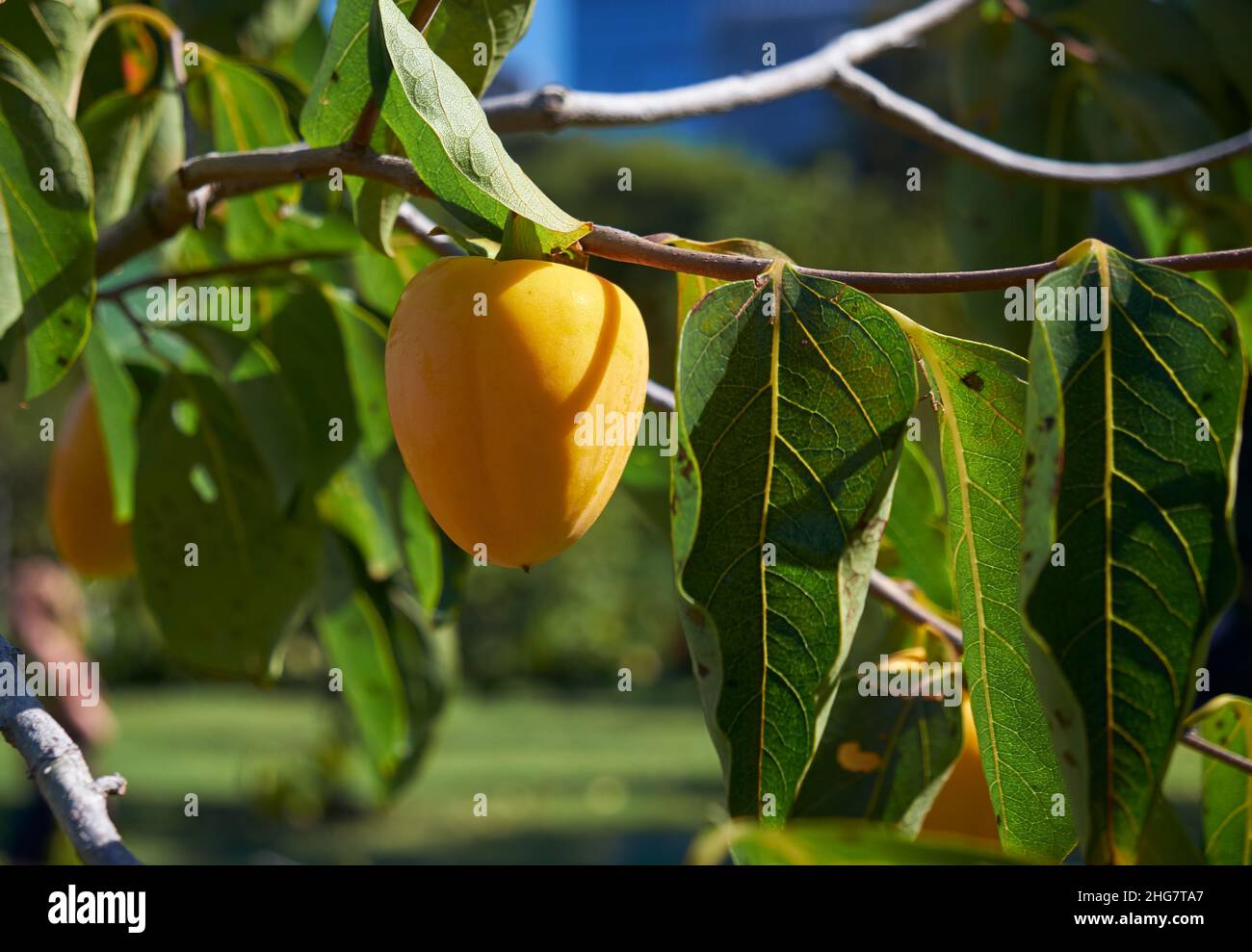The branch of Japanese persimmon (Diospyros kaki) or kaki with ripe ...