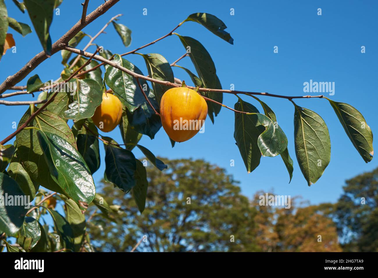 The branch of Japanese persimmon (Diospyros kaki) or kaki with ripe ...