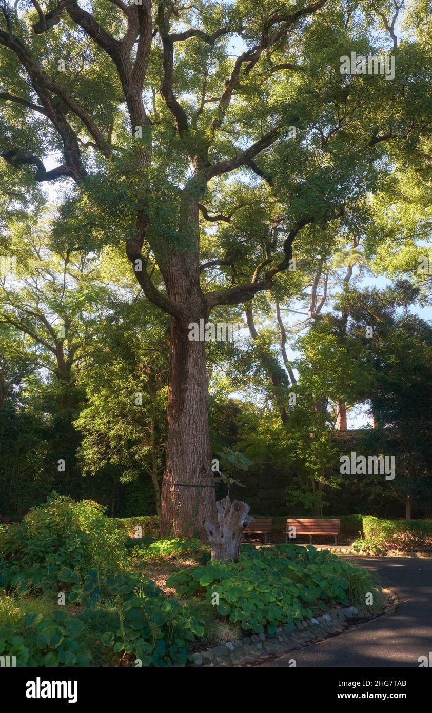 The view of the ancient camphor tree (Cinnamomum camphora) at the ...