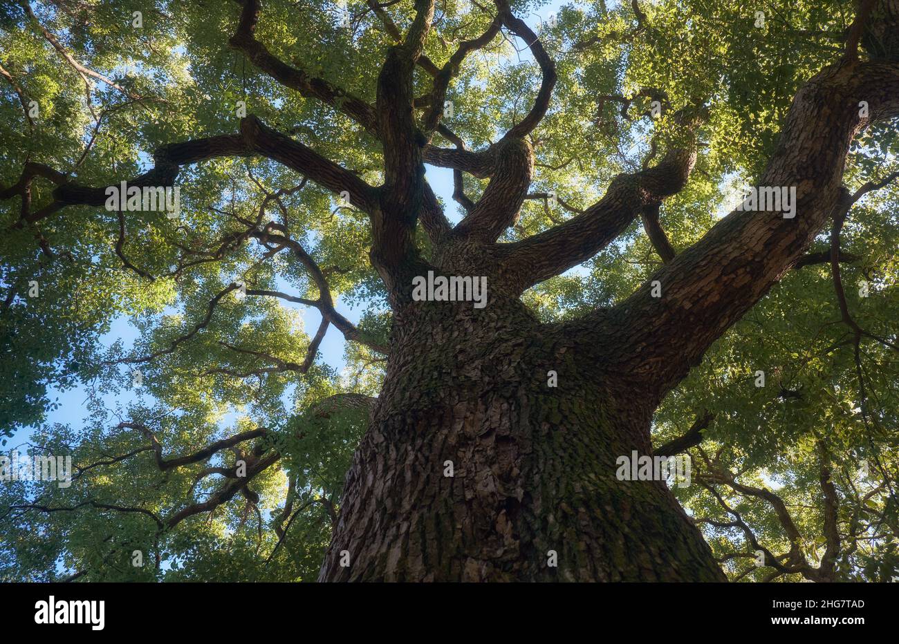 The view up to the crown of ancient camphor tree (Cinnamomum camphora ...
