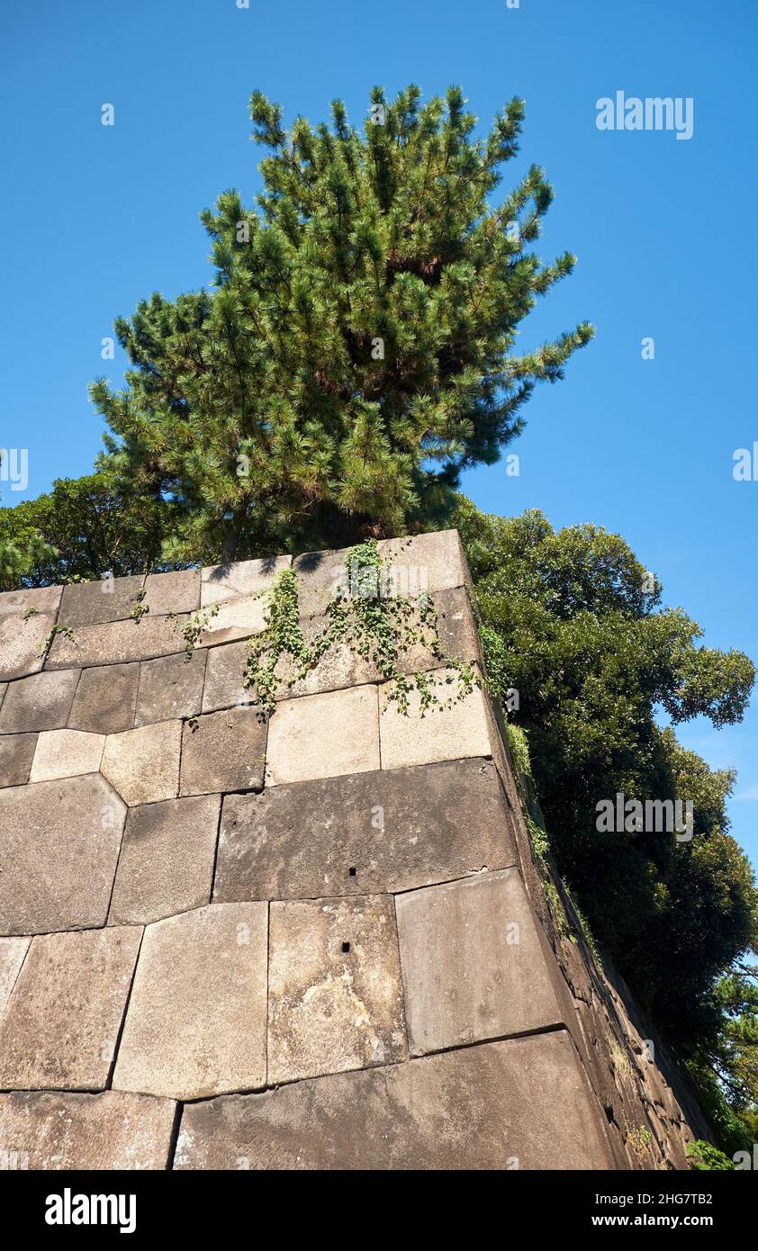 The view of the old defensive stone wall of Edo castle topped with the ...