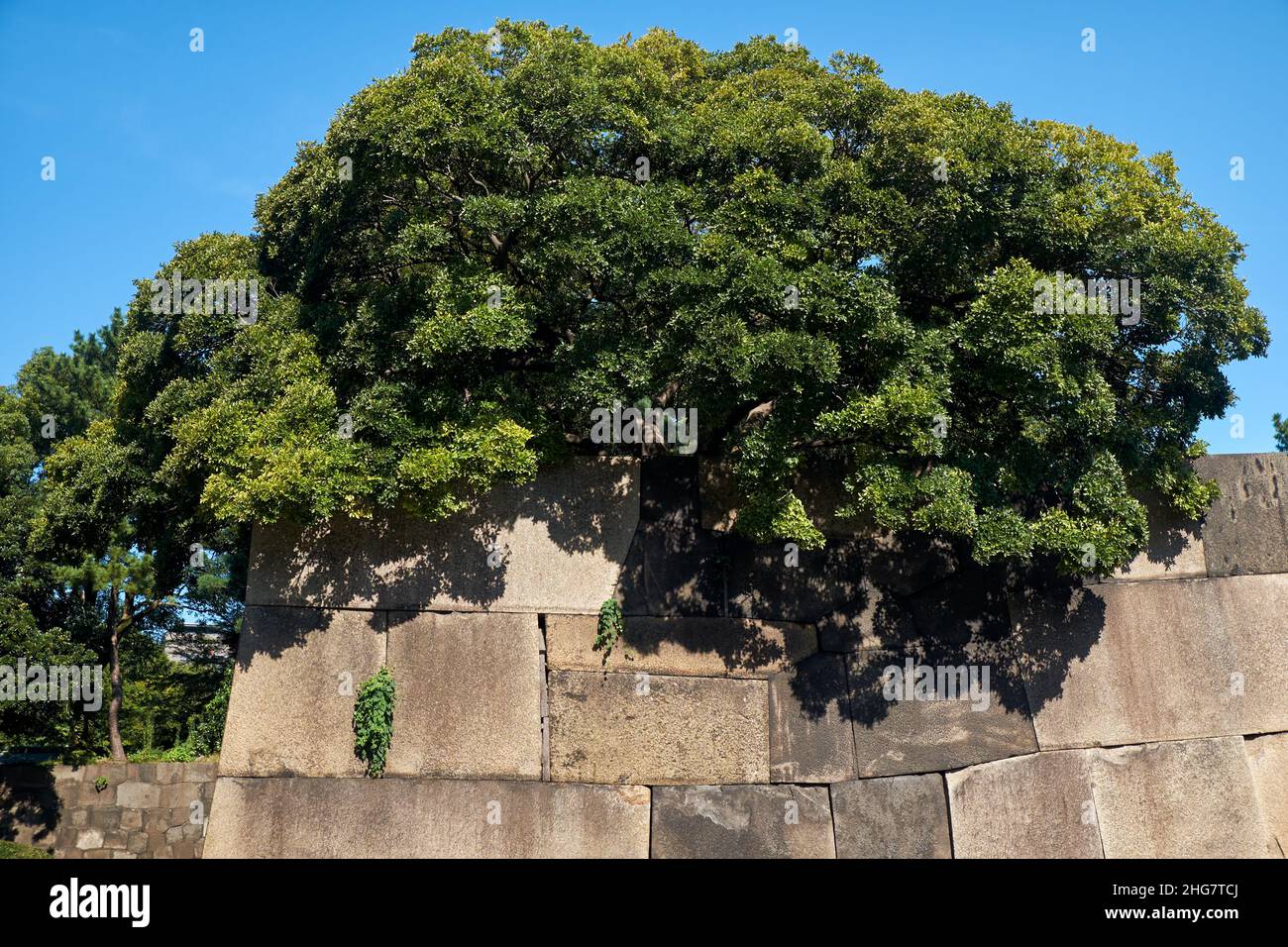 The view of the old defensive stone wall of Edo castle topped with the ...