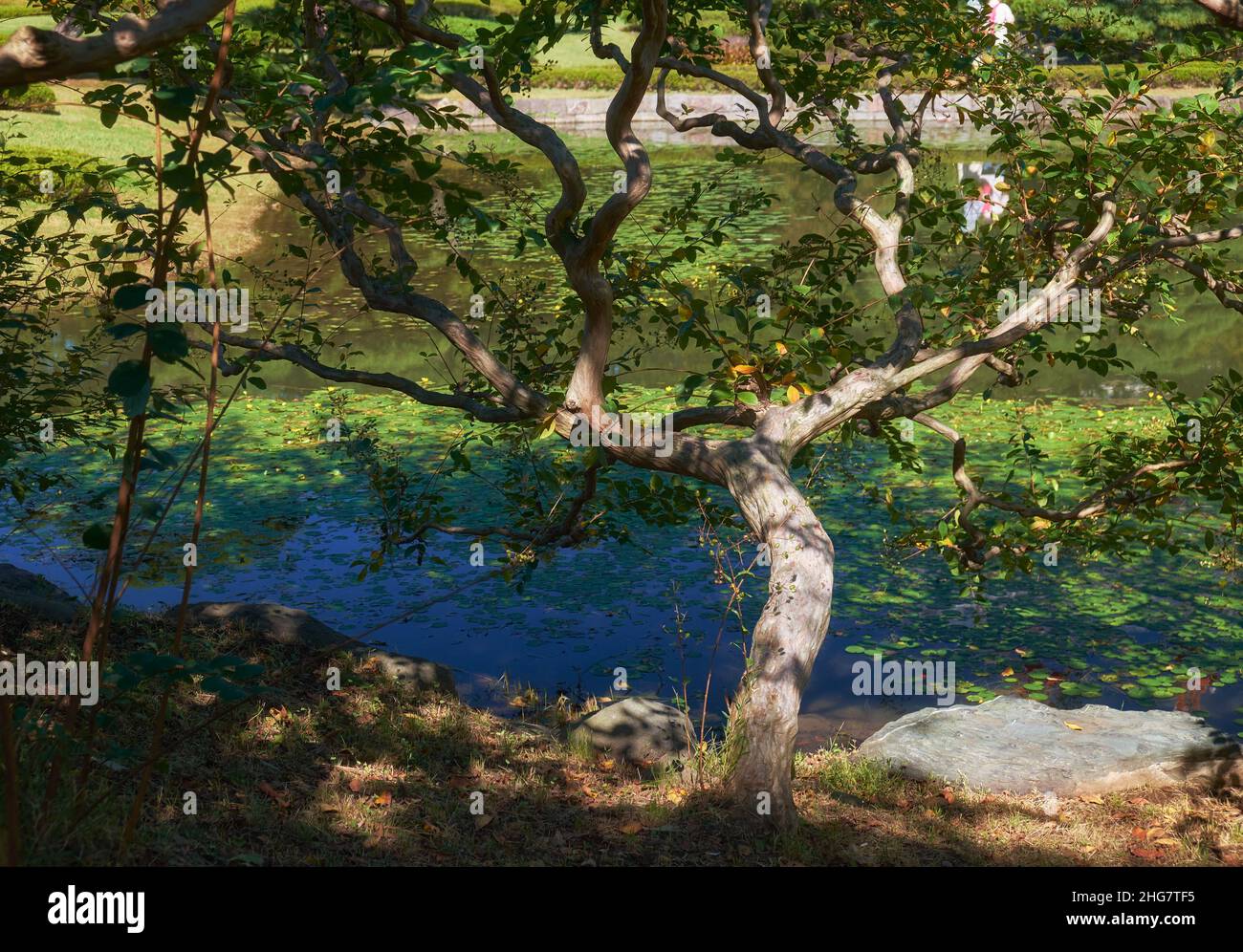 Tokyo vegetation hi-res stock photography and images - Alamy