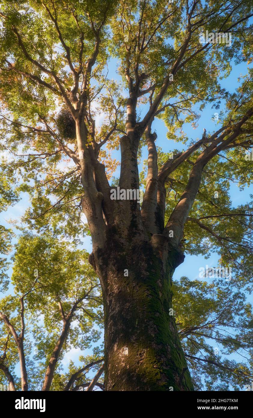 The view up to the giant Populus tree with Viscum in the to the crown ...
