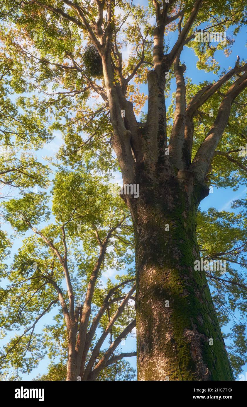 The view up to the giant Populus tree with Viscum in the to the crown ...