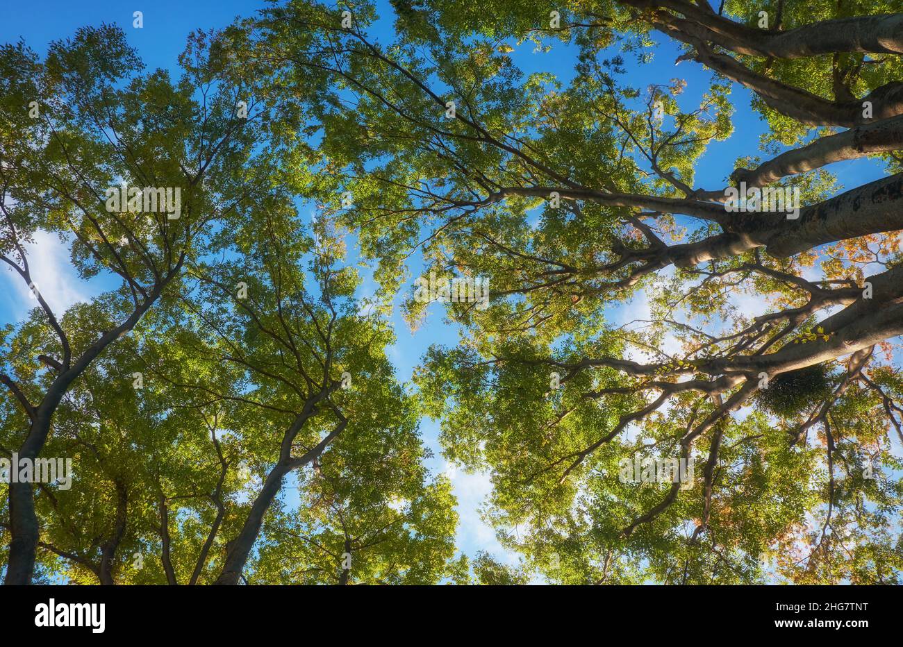 The view up to the giant Populus tree with Viscum in the to the crown ...