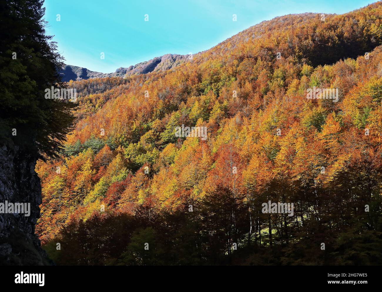 Autumn forest foliage in Appennino National Park, Italy, Tuscany Stock ...