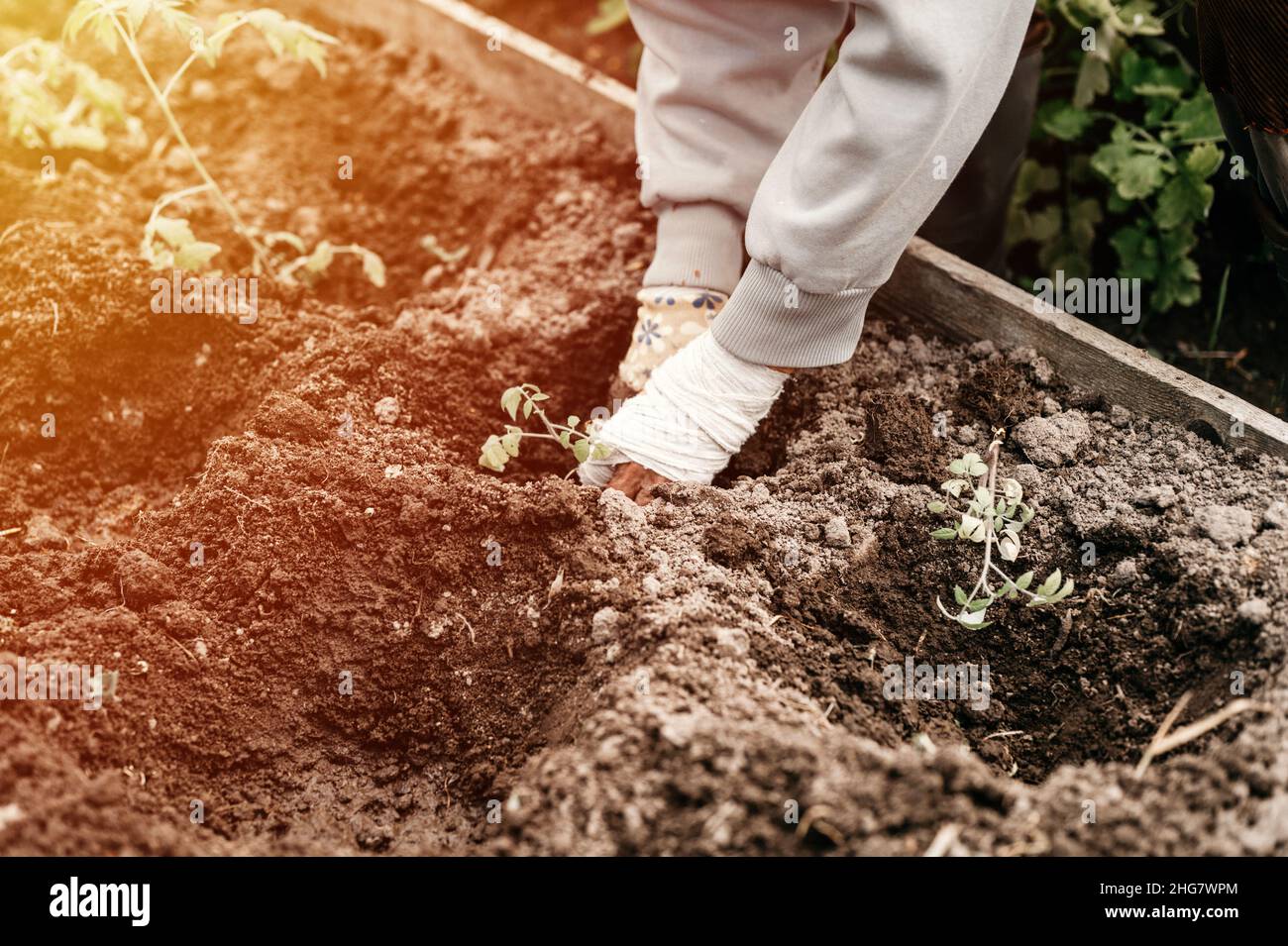 female elderly hands of senior woman planting seedlings of green ...