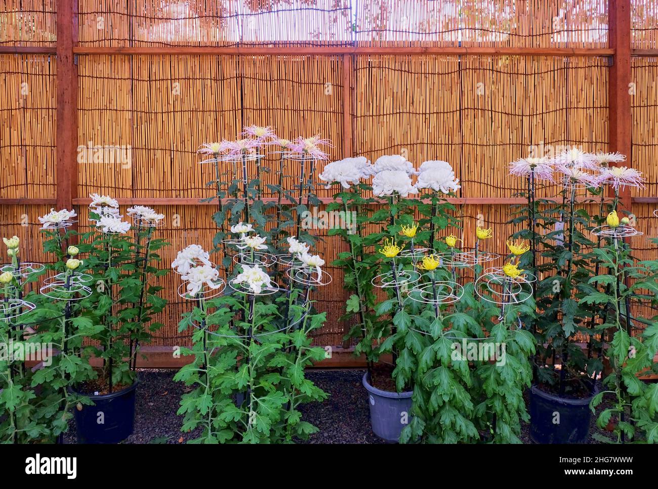The exhibition of giant chrysanthemum flower, the notable image of ...
