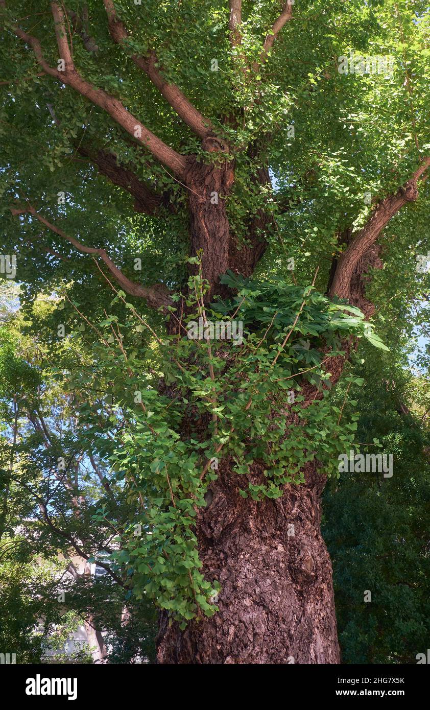 Ginkgo biloba tree hi-res stock photography and images - Alamy