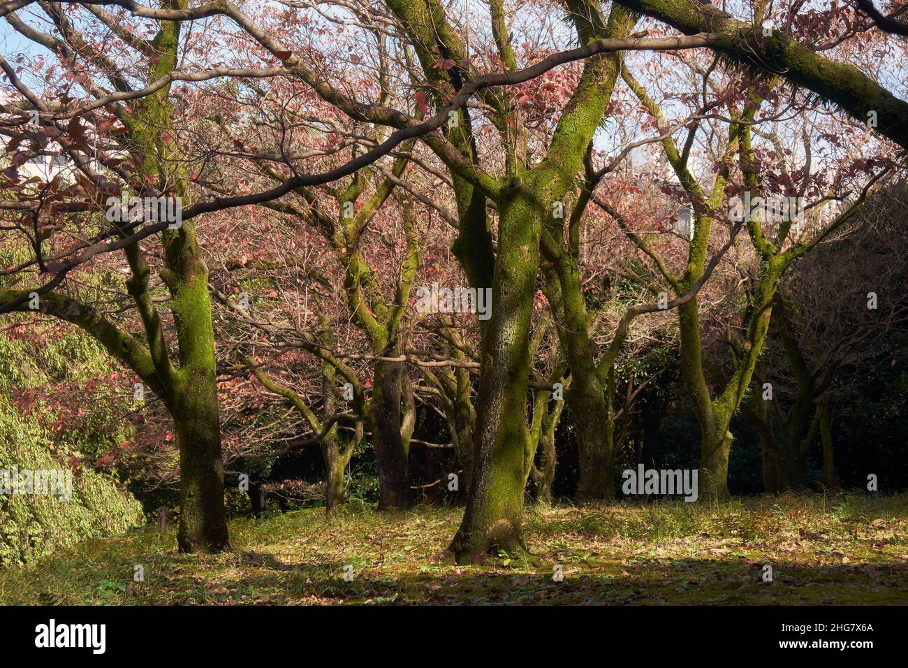 The view of sakura trees with mossy trunks and fallen leaves in the ...
